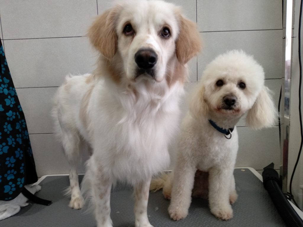 Luke y Triki - Lola & Pepa